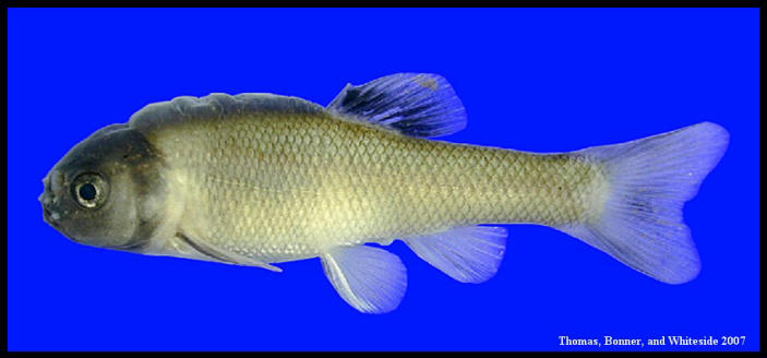 Fathead Minnow Spawning